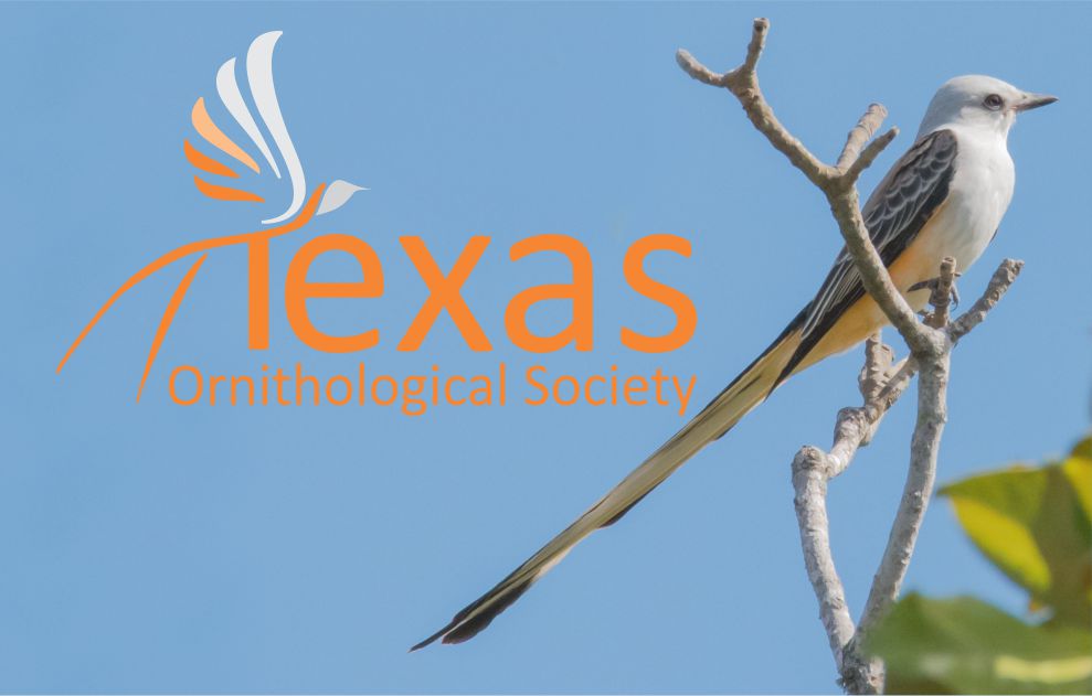 Region 4 - Trans Pecos | Texas Ornithological Society